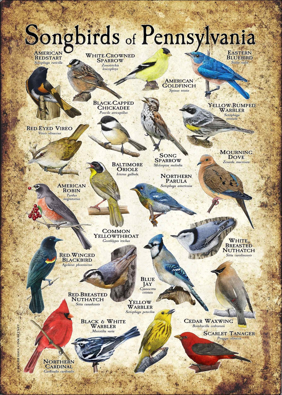 Songbirds of Pennsylvania Poster Print Field Guide - Etsy