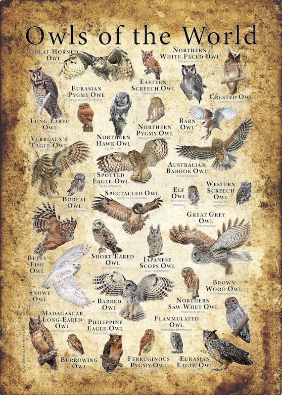 Owls of the World Poster Print | Etsy