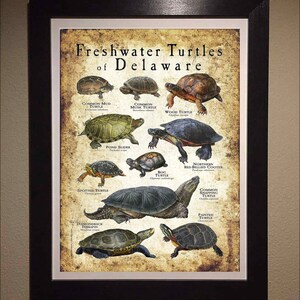 Freshwater Turtles of Delaware Poster Print/field Guide - SIGNED BY ...