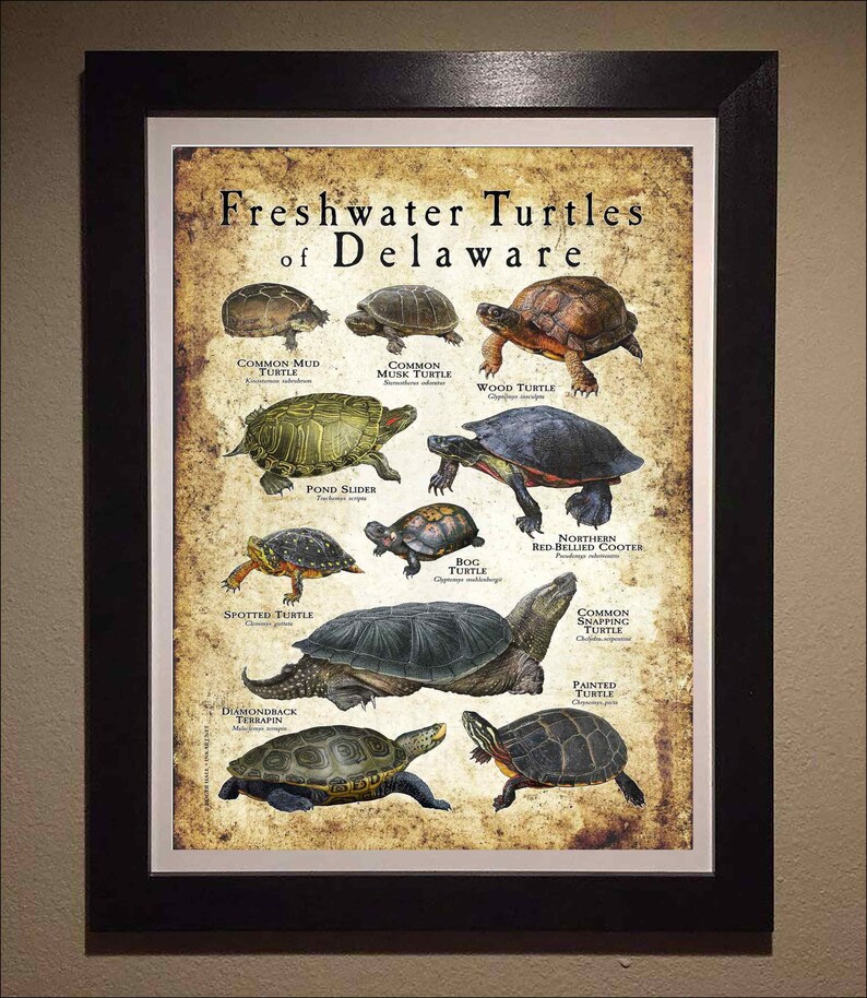 Freshwater Turtles of Delaware Poster Print Field Guide - Etsy