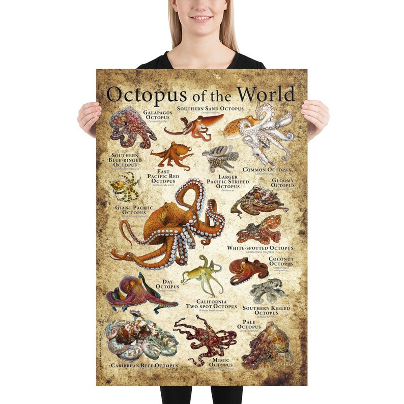Octopus of the World Poster - Etsy