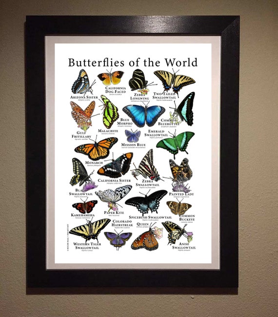 Butterflies Of The World Poster