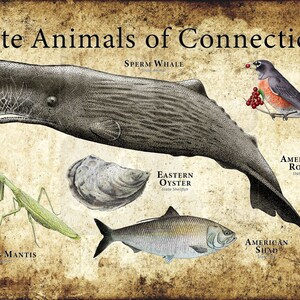 Connecticut State Animals Poster Print | Etsy