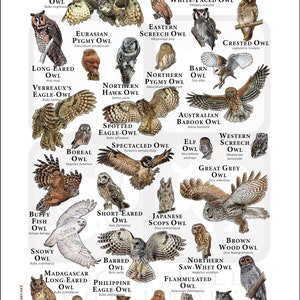 Owls of the World Poster Print - SIGNED BY ARTIST! - Etsy