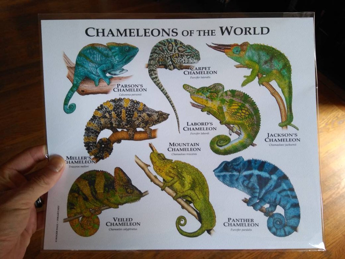 Chameleons on the World Poster Print - Etsy