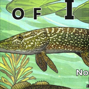 Sportfish of Indiana Poster Print/field Guide - SIGNED BY ARTIST! - Etsy