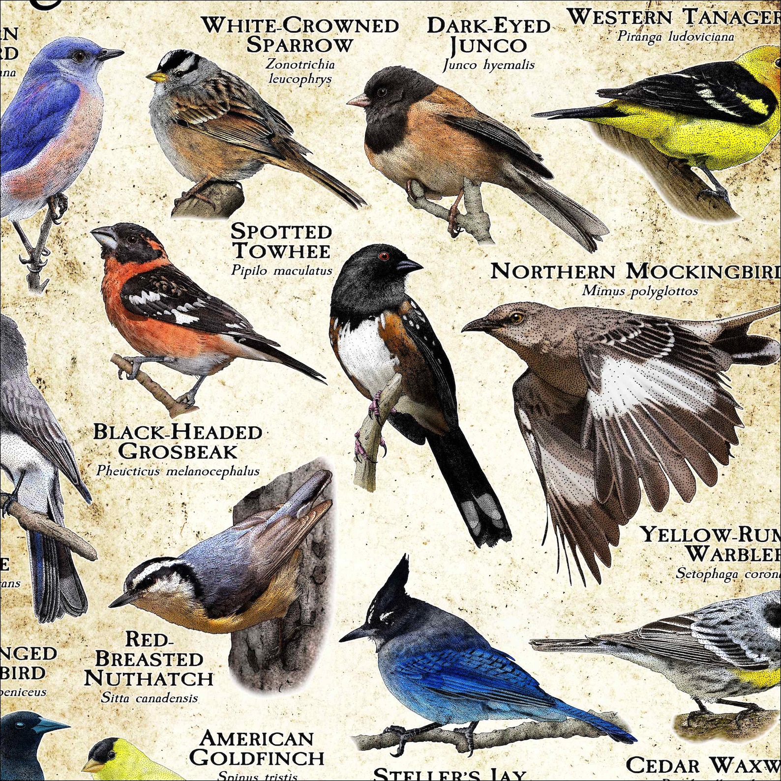 Songbirds of Northern California Poster Print Field Guide - Etsy