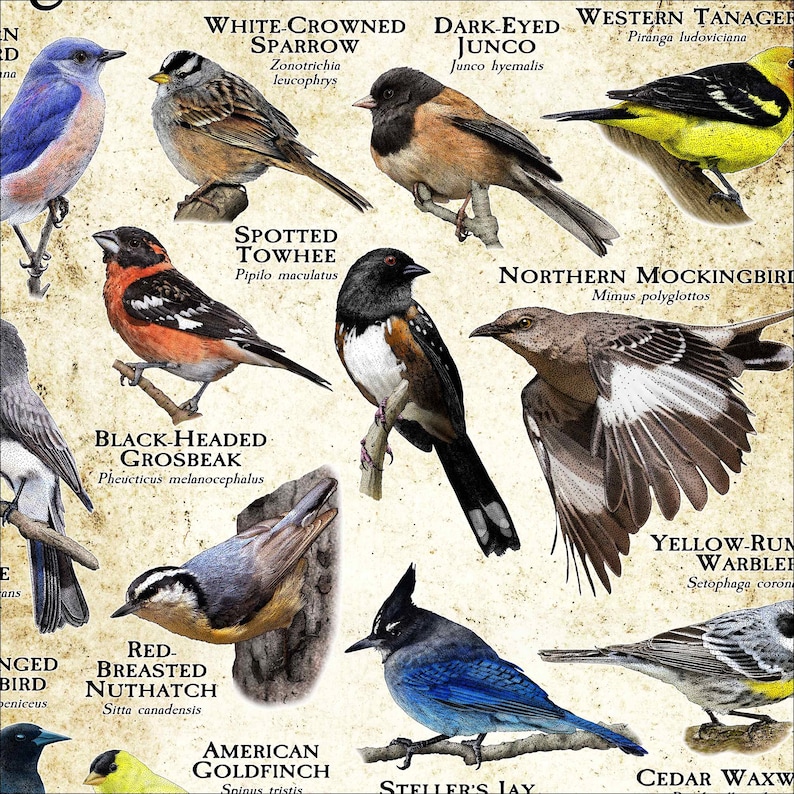 Songbirds of Northern California Poster Print/field Guide - SIGNED BY ...