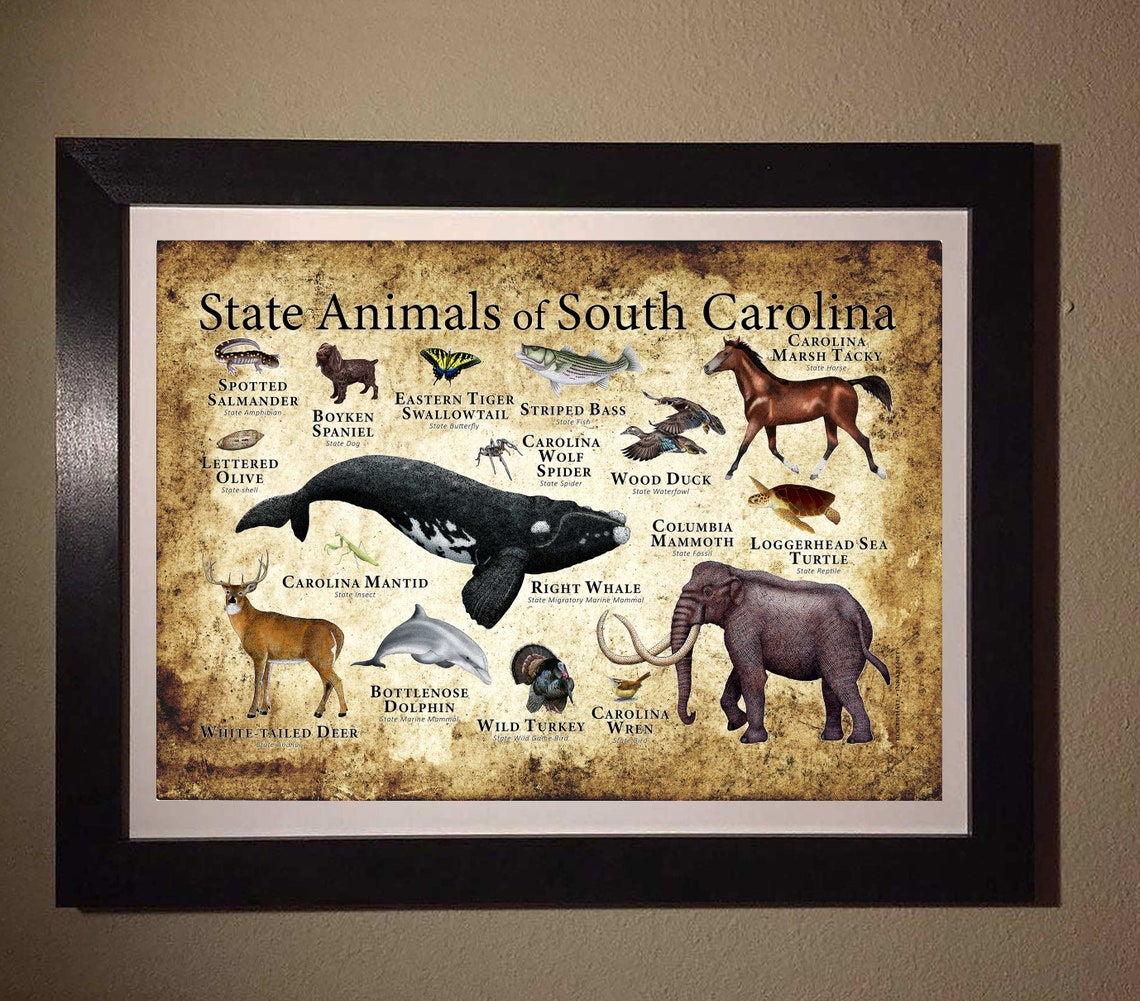 South Carolina State Animals | Etsy