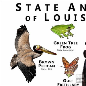 Louisiana State Animals Poster Print - Etsy