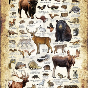 Wisconsin Mammals Poster Print: Field Guide Art - Signed - Etsy