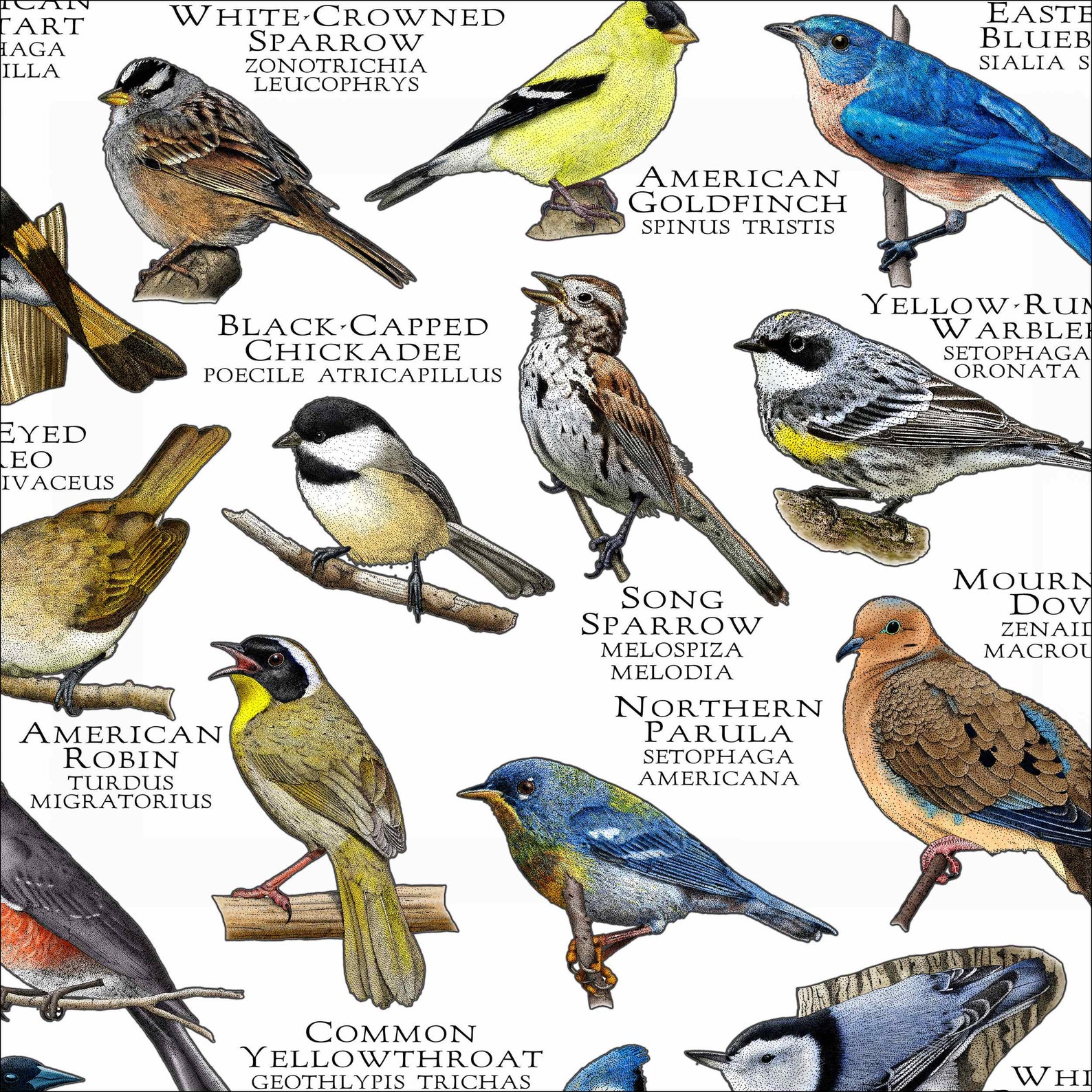 Songbirds of Pennsylvania Poster Print/field Guide - SIGNED BY ARTIST ...