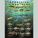 Sportfish of Kentucky Poster Print/field Guide - SIGNED BY ARTIST! - Etsy