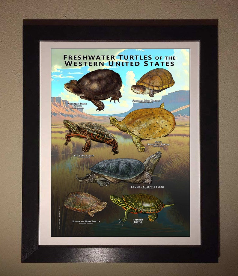 Freshwater Turtles of the Western United States Art Print / Field Guide ...