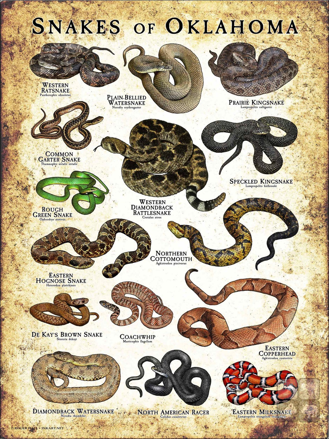 Snakes of Oklahoma Poster Print - Field Guide - Etsy