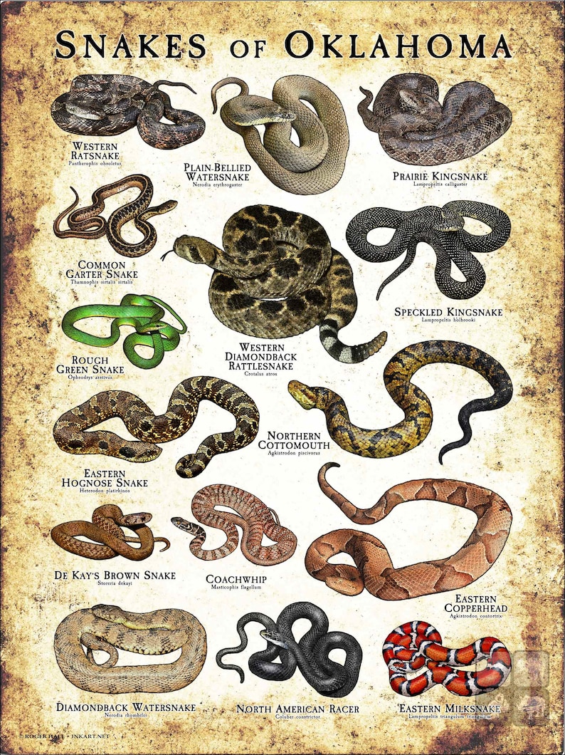 Snakes of Oklahoma Poster Print - Field Guide - Etsy
