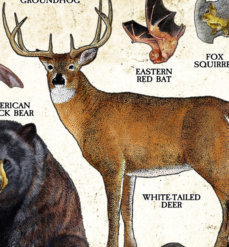 Kentucky Mammals Poster Print: Field Guide Art - Etsy