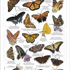 Butterflies of Texas Poster Print Field Guide - Etsy