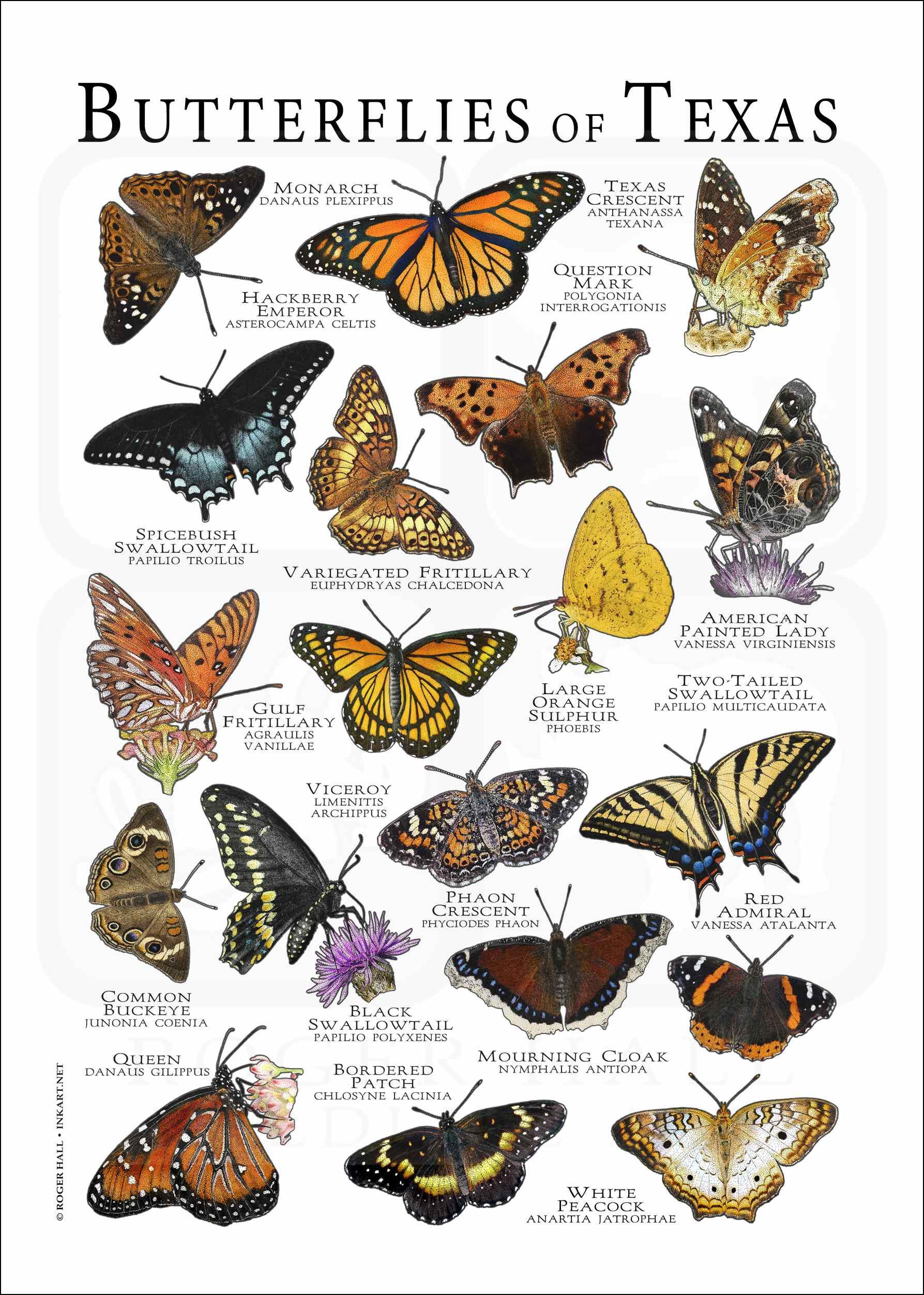 Butterflies of Texas Poster Print/field Guide - SIGNED BY ARTIST! - Etsy
