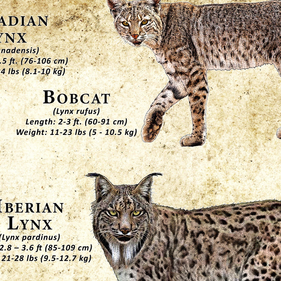 Lynx of the World Poster Print / Field Guide - Etsy