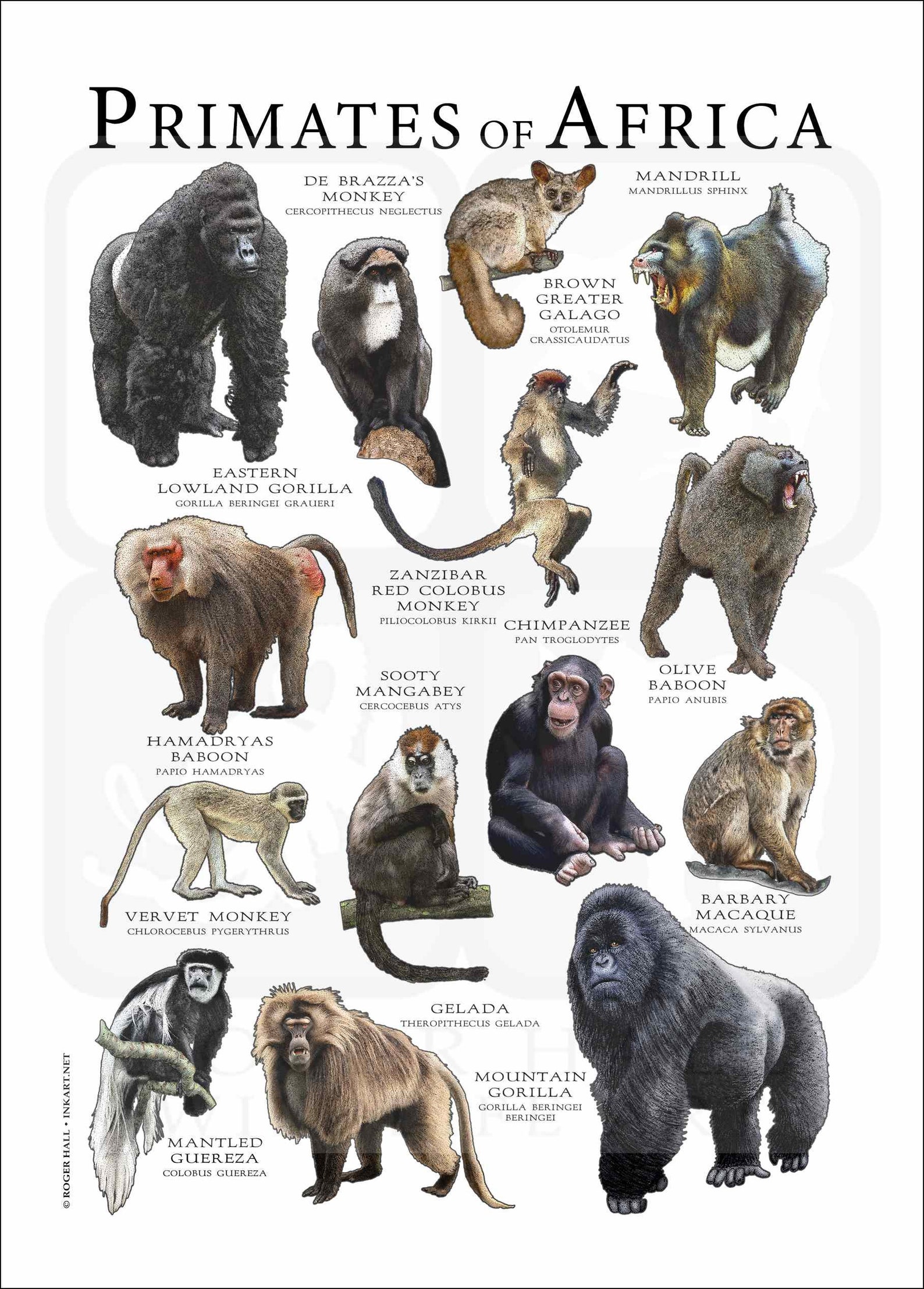 Primates of Africa Poster Print - SIGNED BY ARTIST! - Etsy