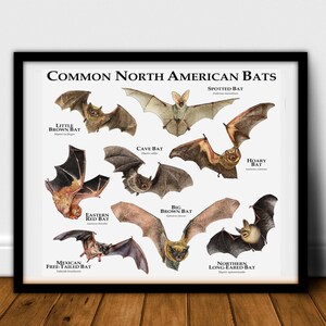 Common Bats of North America Poster Print - SIGNED BY ARTIST! - Etsy