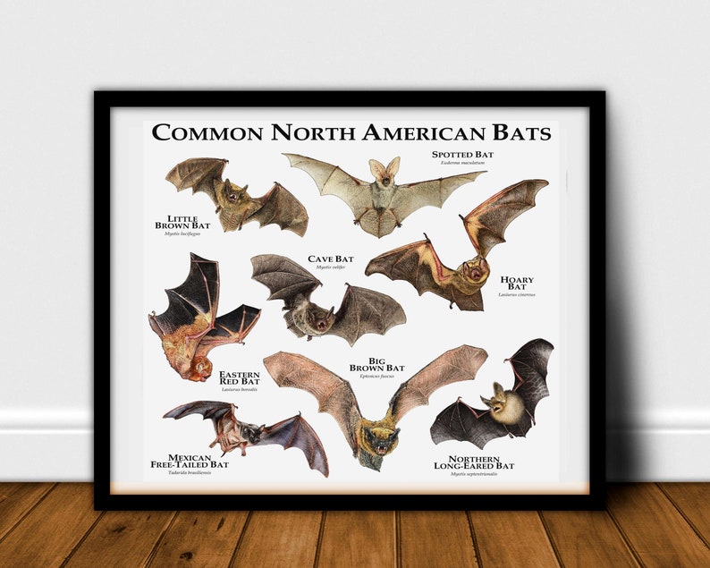 Common Bats of North America Poster Print - SIGNED BY ARTIST! - Etsy
