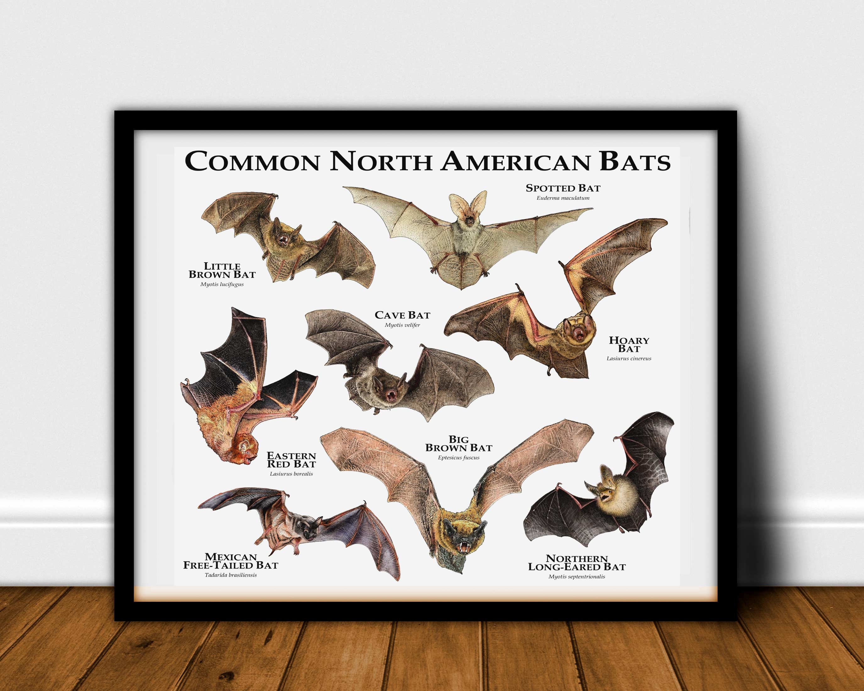 Common Bats of North America Poster Print - Etsy