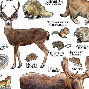 Mammals of Oregon Poster Print / Oregon Mammals Field Guide / Animals ...
