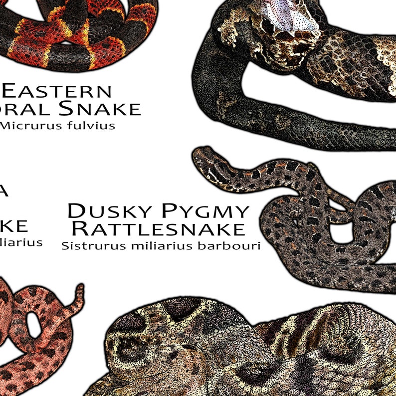Venomous Snakes of South Carolina Art Print / Field Guide - Etsy