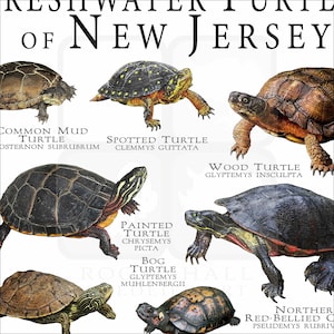 Freshwater Turtles of New Jersey Poster Print/field Guide - SIGNED BY ...