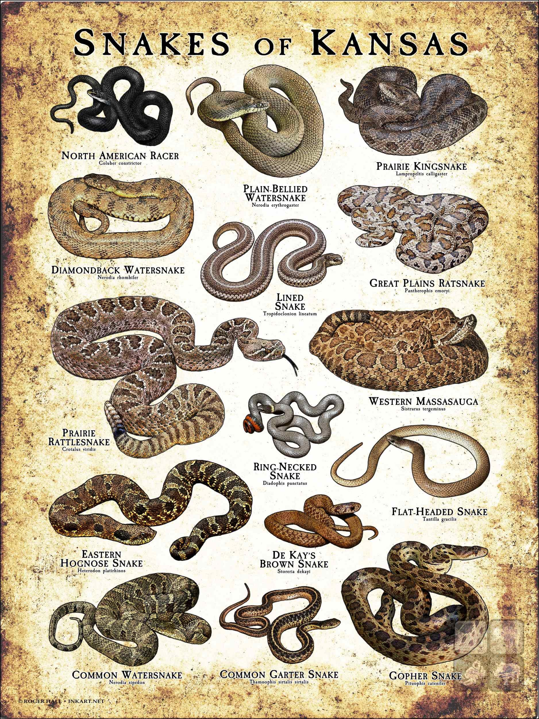 Snakes of Kansas Poster Print/field Guide - SIGNED BY ARTIST! - Etsy