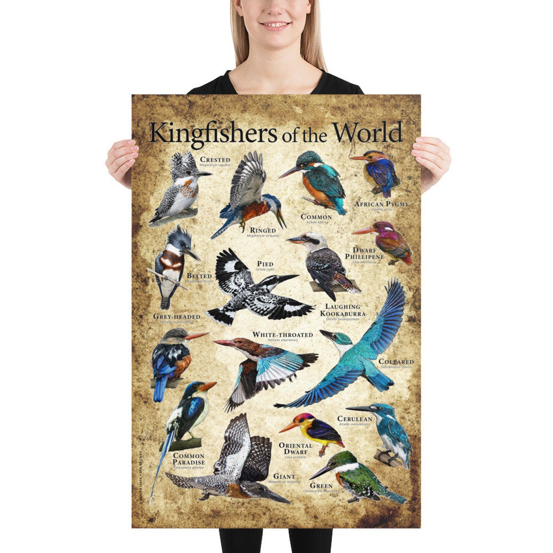 Kingfishers of the World Poster | Etsy