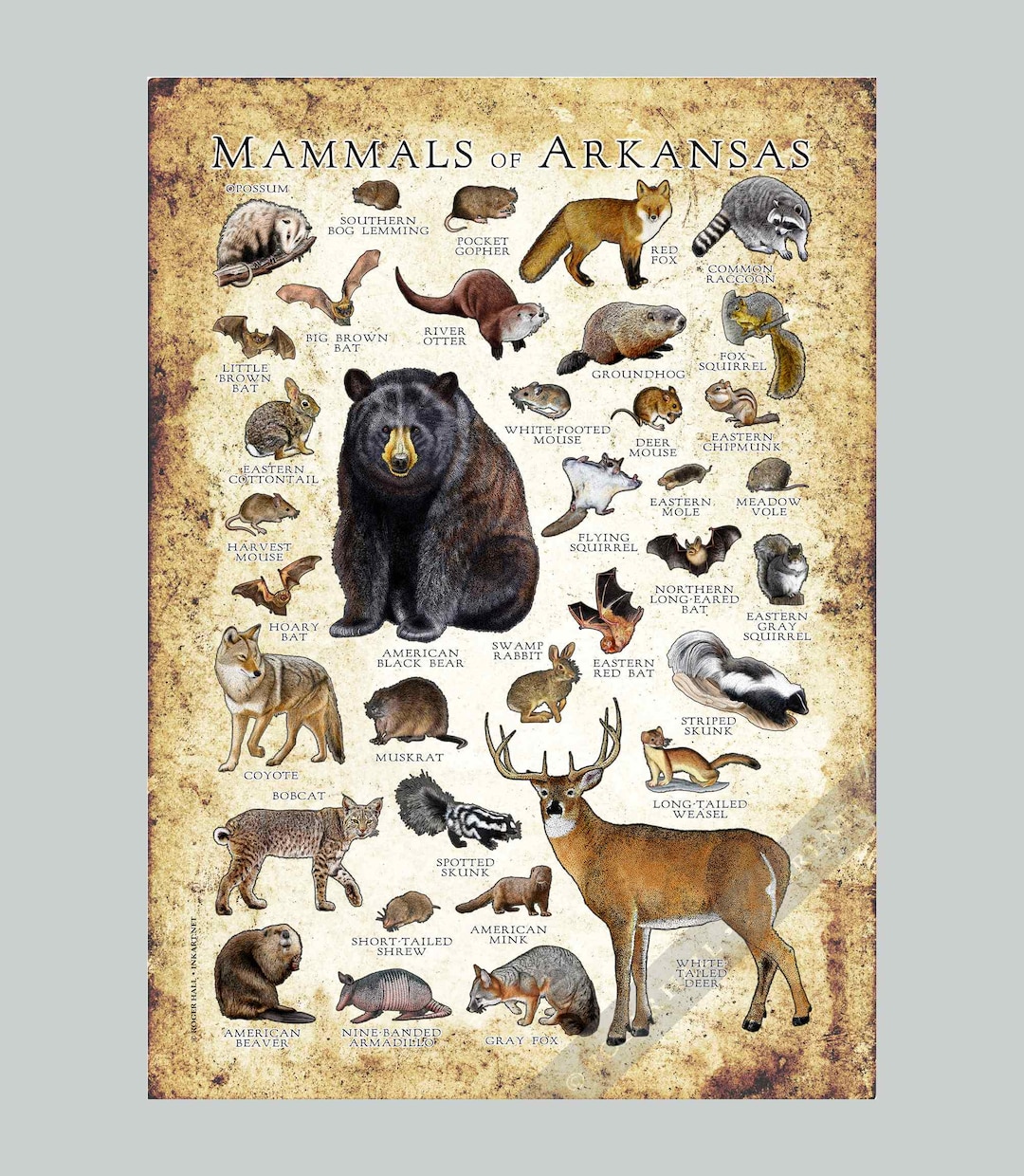 Arkansas Mammals Poster Print: Signed Field Guide Art - Etsy