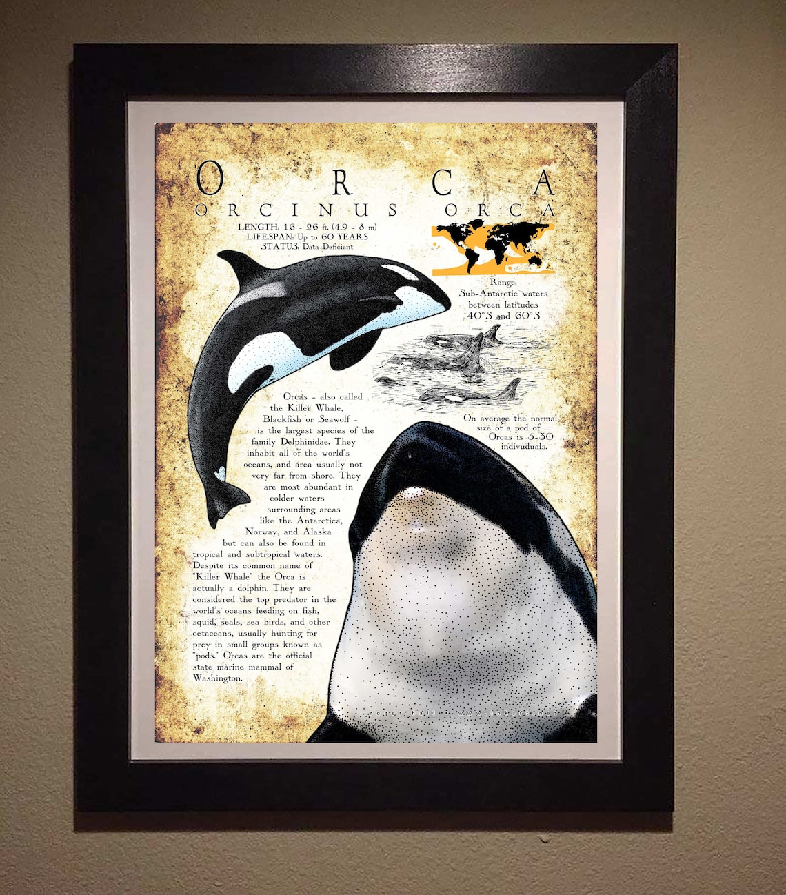 Orca Poster / Infographic | Etsy