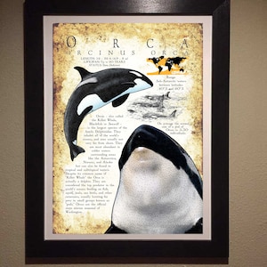Orca Poster / Infographic | Etsy