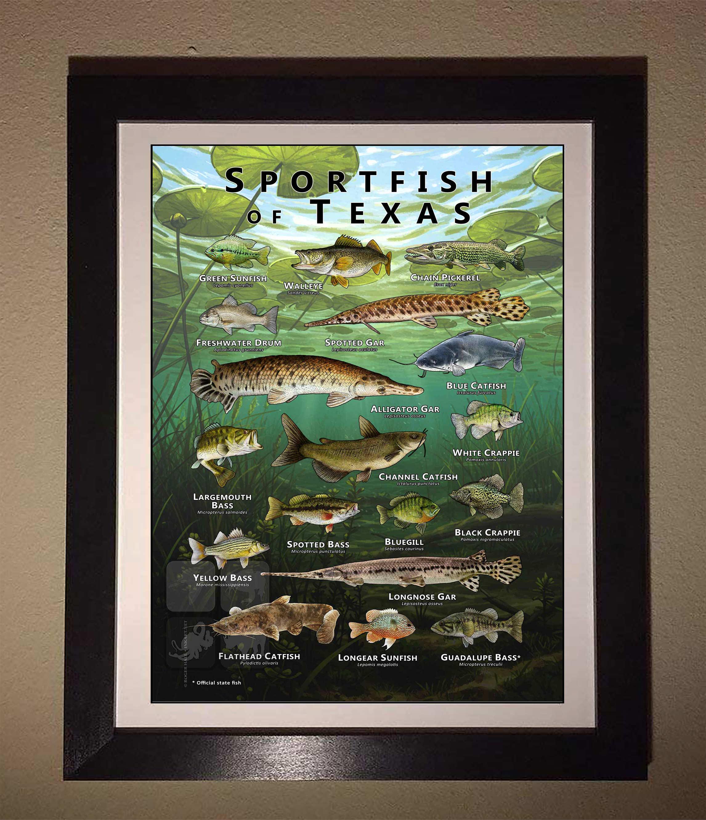 Sportfish of Texas Poster Print/field Guide - SIGNED BY ARTIST! - Etsy