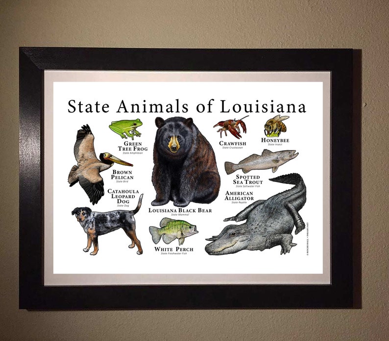 Louisiana State Animals Poster Print - Etsy
