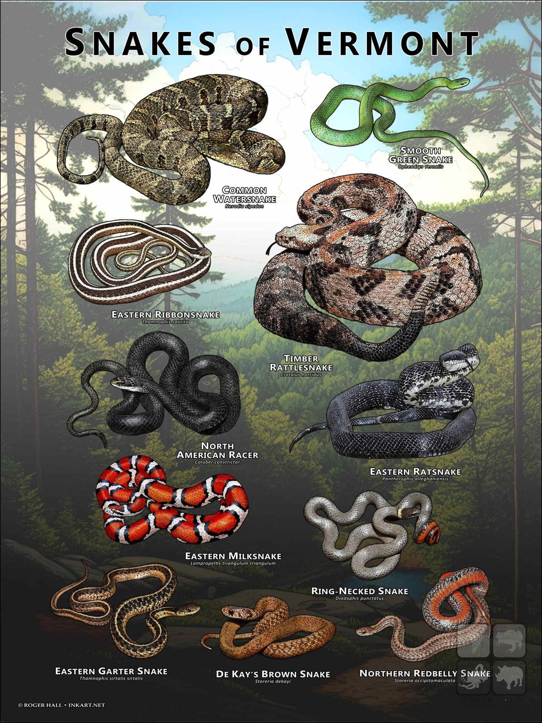 Snakes of Vermont Poster Print Field Guide - Etsy