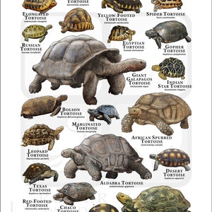 Tortoises of the World Poster Print - SIGNED BY ARTIST - Etsy