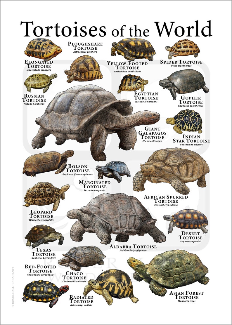 Tortoises of the World Poster Print | Etsy
