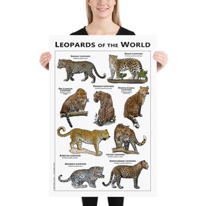 Leopards of the World Poster / Field Guide - Etsy UK