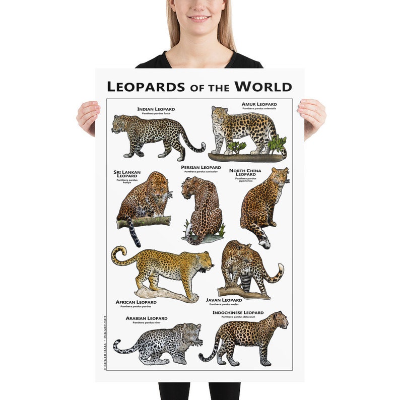 Leopards of the World Poster / Field Guide | Etsy