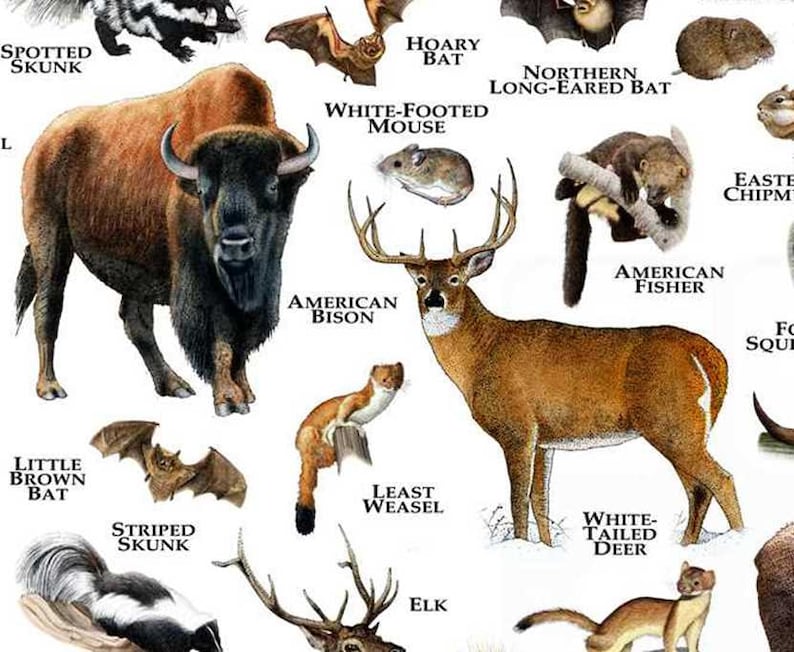 Mammals of Minnesota Poster Print / Minnesota Mammals Field | Etsy