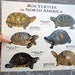 Box Turtles of North America Poster Print - SIGNED BY ARTIST! - Etsy