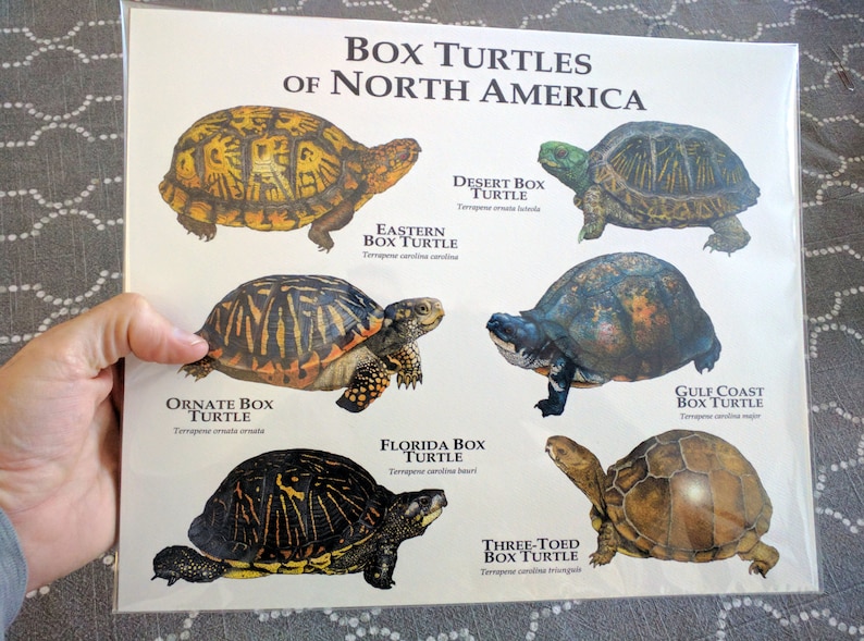 Box Turtles of North America Poster Print - Etsy