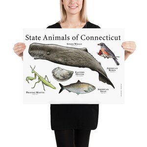 Connecticut State Animals Poster Print | Etsy