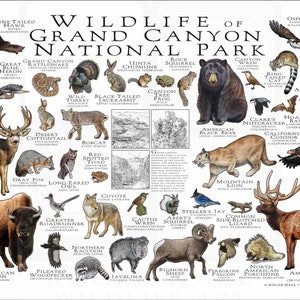 Wildlife of Grand Canyon National Park/field Guide - SIGNED BY ARTIST ...