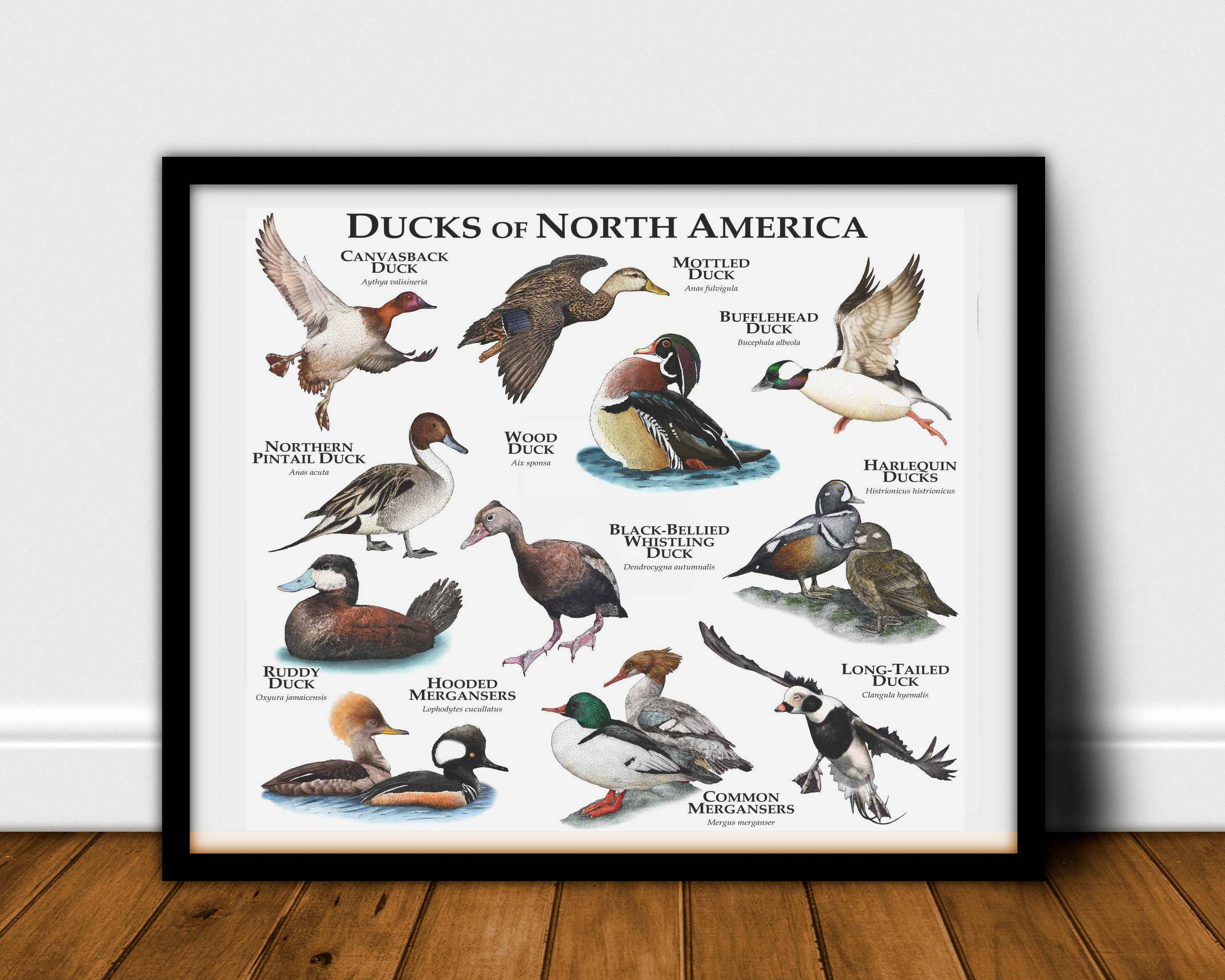 Ducks of North America Poster Print - Etsy