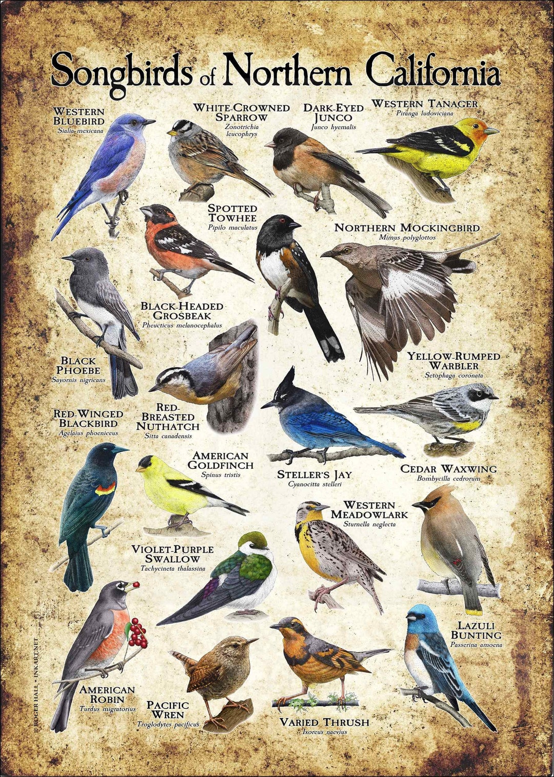 Songbirds of Northern California Poster Print/field Guide - SIGNED BY ...
